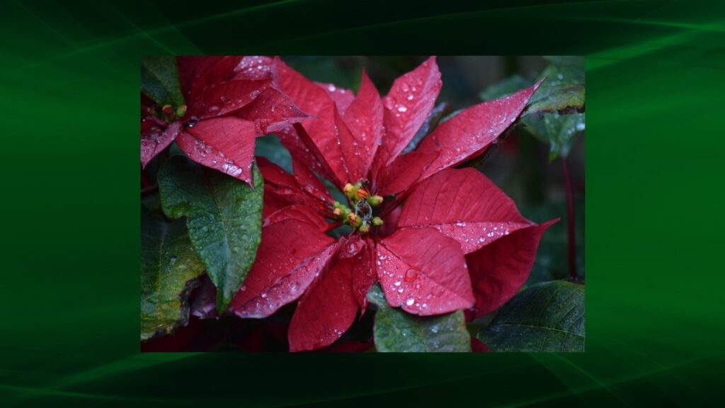 How the Poinsettia Plant Became the Christmas Flower